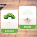 Parts of a TREE (6 Cards) - Flash Cards | Montessori Cards ...