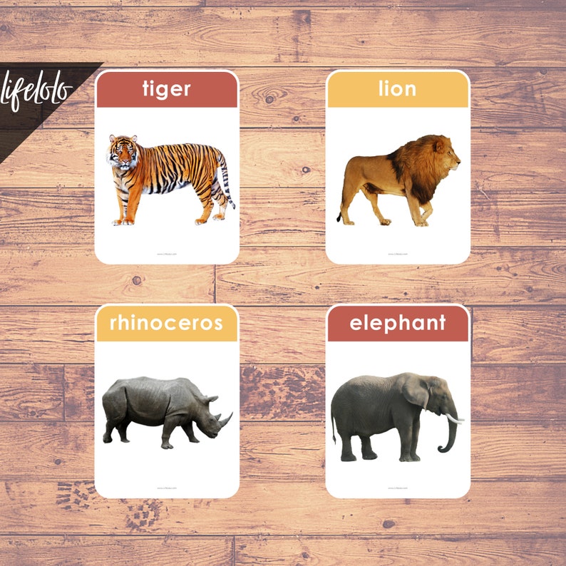Wild Animals Real Pictures 41 Forest Animals Flash Cards | Etsy