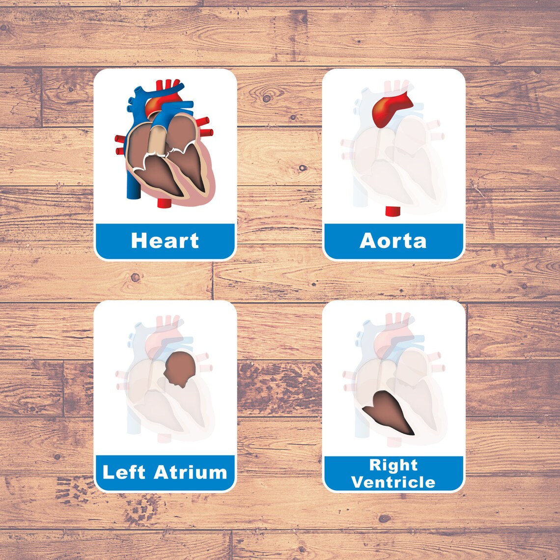 Human Heart Anatomy | 16 Montessori Cards | Parts of Heart ...