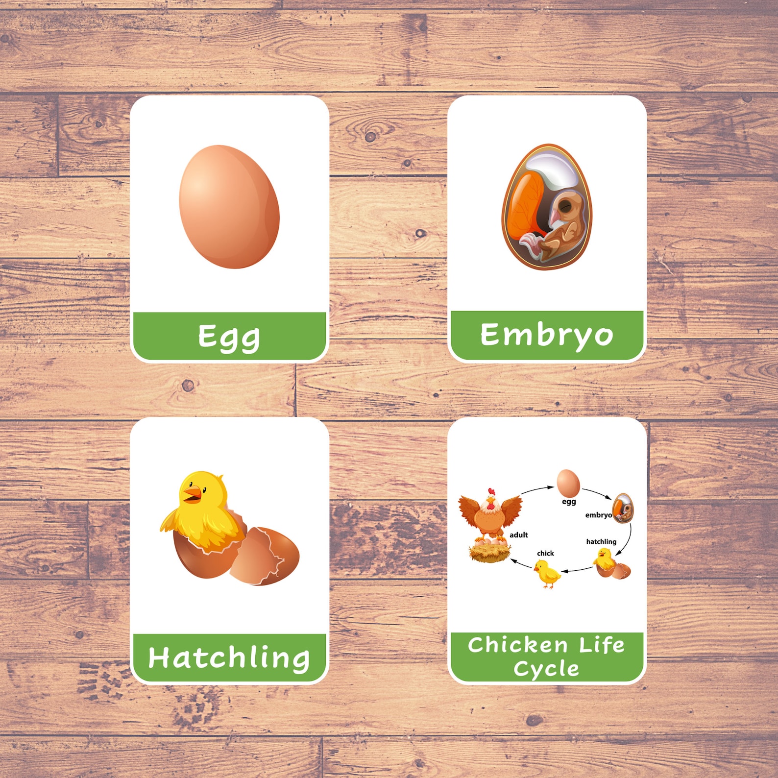 Life Cycle of CHICKEN, Montessori Nomenclature, Stages of Chicken ...