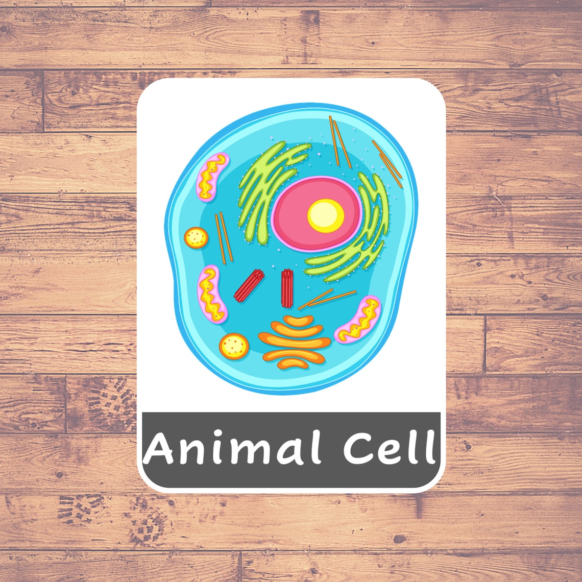 Animal Cell Structure | 14 Montessori Cards | Homeschooling | Three ...