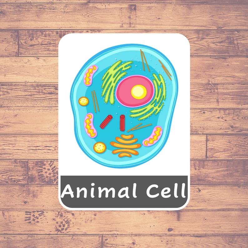 Animal Cell Structure | 14 Montessori Cards | Homeschooling | Three ...