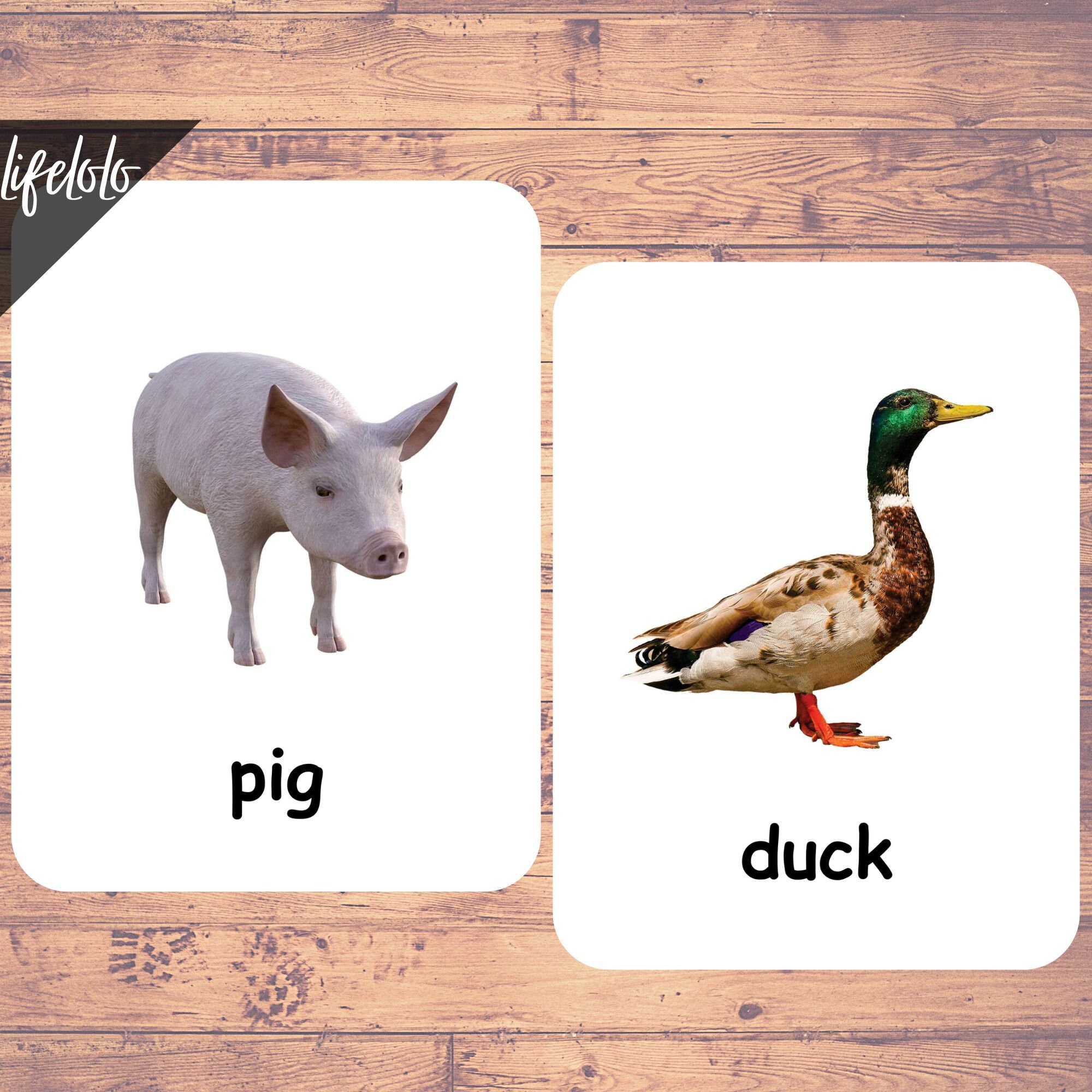 Farm Animals Real Images - 27 Flash Cards | Montessori Cards ...