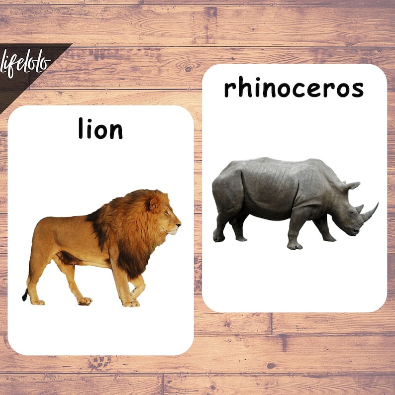 Wild Animals Real Pictures 41 Forest Animals Flash Cards - Etsy