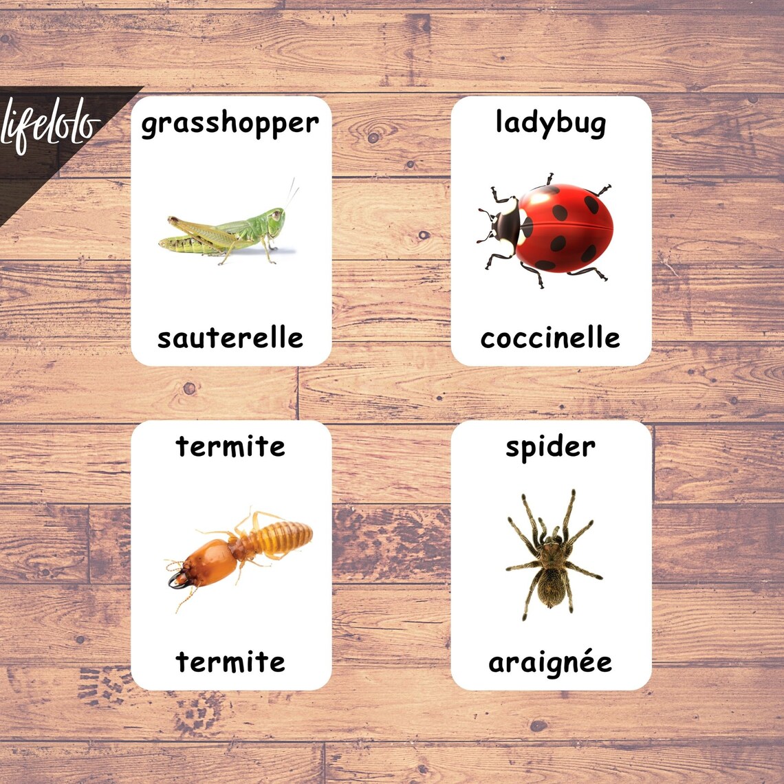 Insects Bugs 28 French Flash Cards English Bilingual Cards - Etsy
