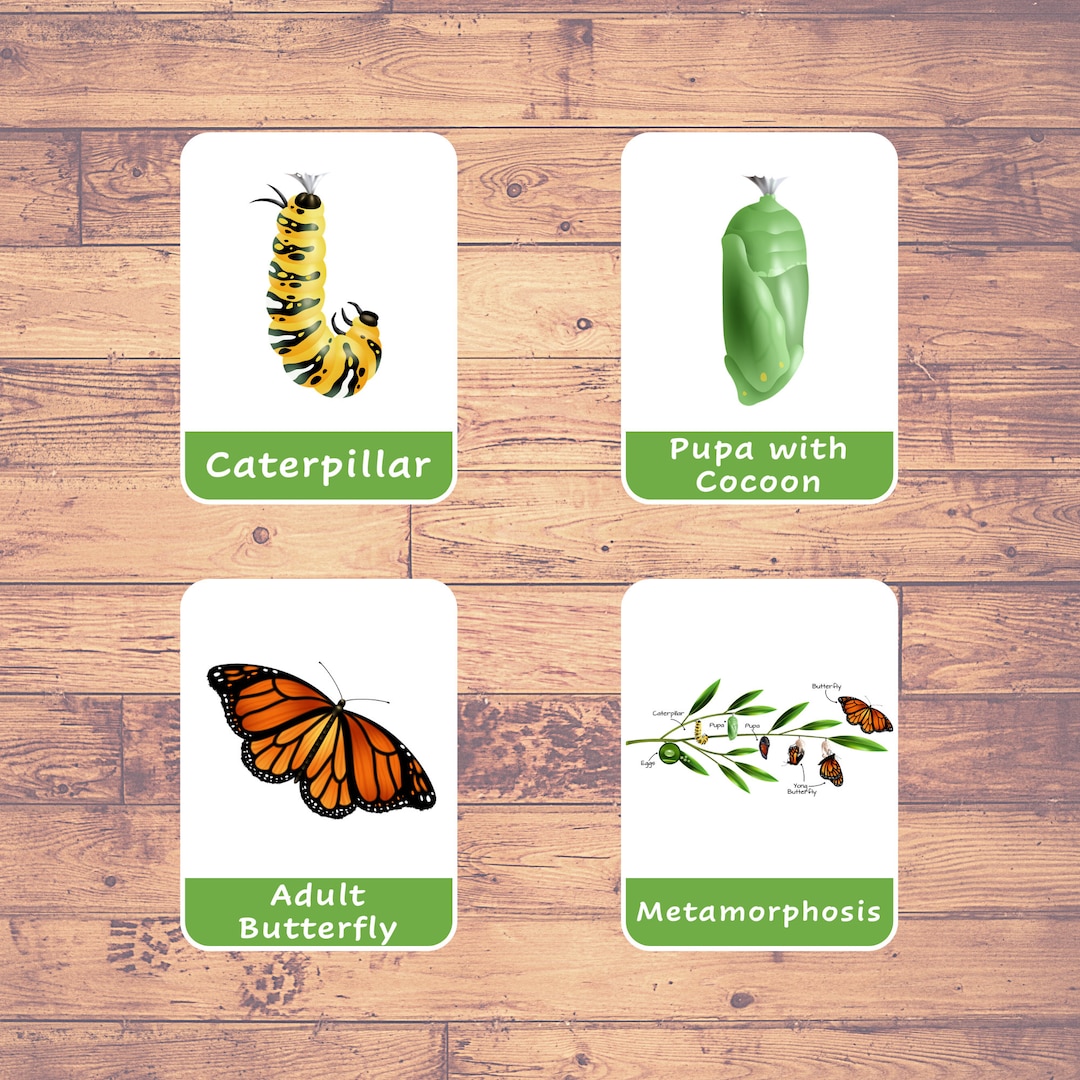 Life Cycle of a BUTTERFLY (8 Cards) - Flash Cards | Montessori ...