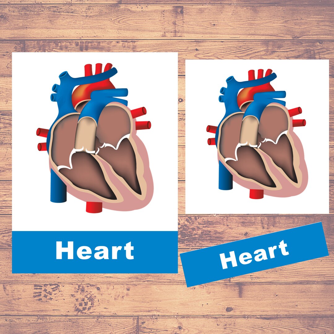 Human Heart Anatomy | 16 Montessori Cards | Parts of Heart ...