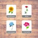 Types of Flowers Flash Cards | 23 Montessori Cards | Homeschooling ...