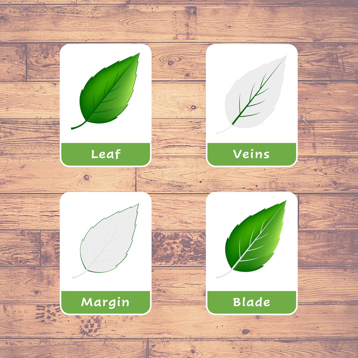 Parts of a LEAF (6 Cards) - Flash Cards | Montessori Cards ...