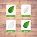 Parts of a LEAF 6 Cards Flash Cards Montessori Cards Homeschooling ...