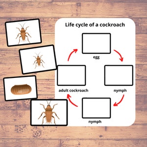 Life Cycle of Cockroach, Montessori Puzzle, Insect Life Cycle ...