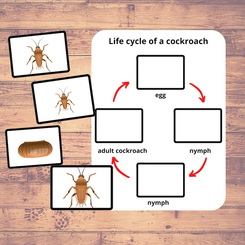 Life Cycle of Cockroach, Montessori Puzzle, Insect Life Cycle ...