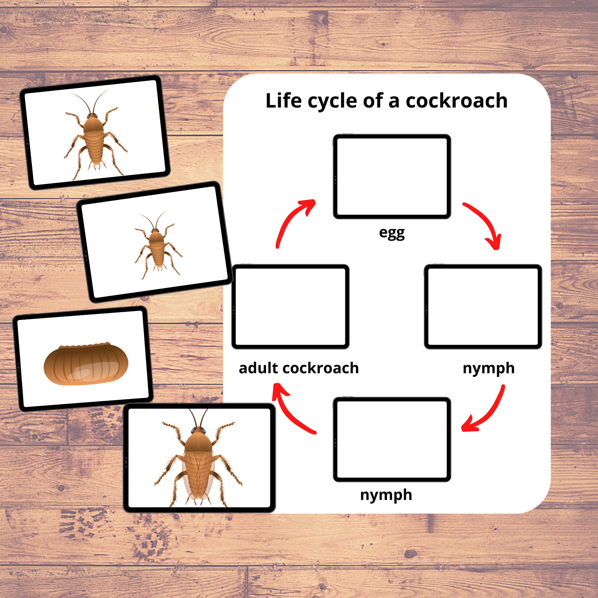 Life Cycle Of A Cockroach