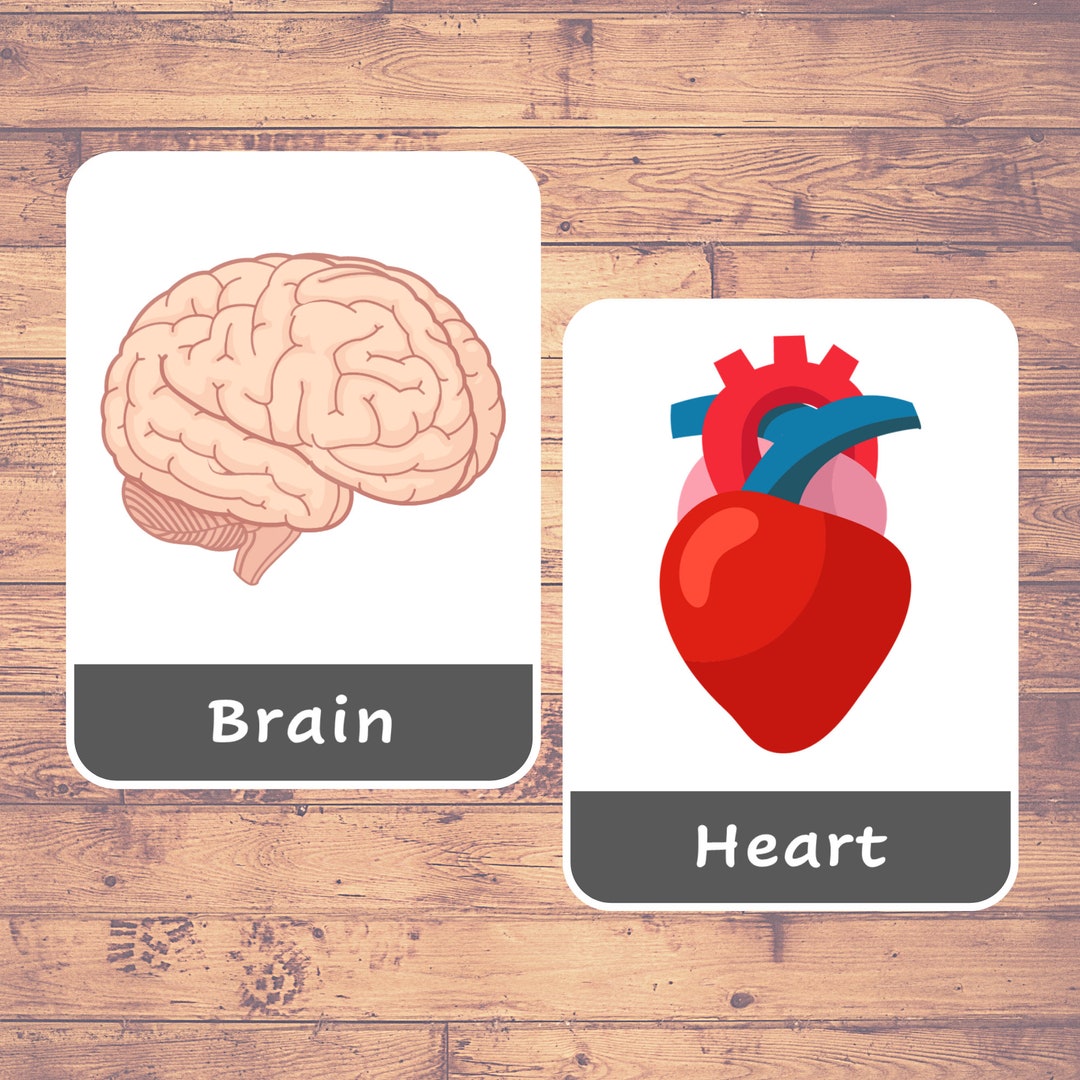 Human Organs Flash Cards -20 Cards | Montessori Cards | Homeschooling ...