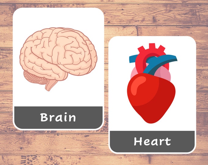 Human Body Organ System • 14 Montessori Cards • Flash Cards ...