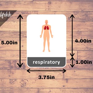 Human Body Systems - 12 Flash Cards | Montessori Cards | Homeschooling ...
