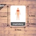 Human Body Systems 12 Flash Cards Montessori Cards - Etsy