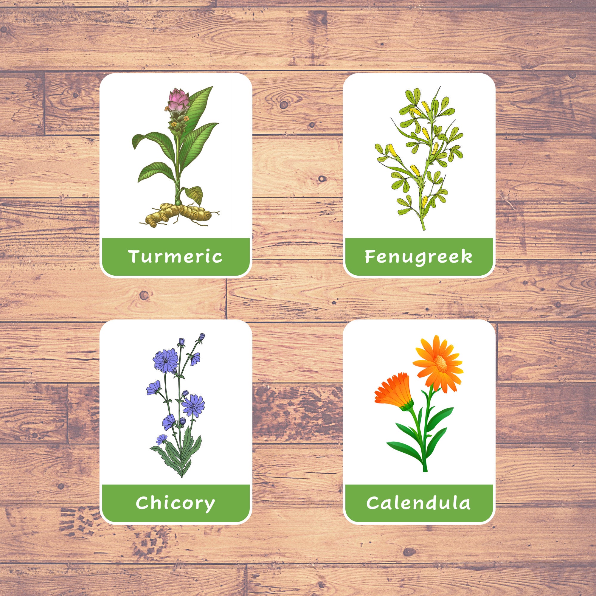 Botanical Plants 16 Cards Flashcards Montessori | Etsy