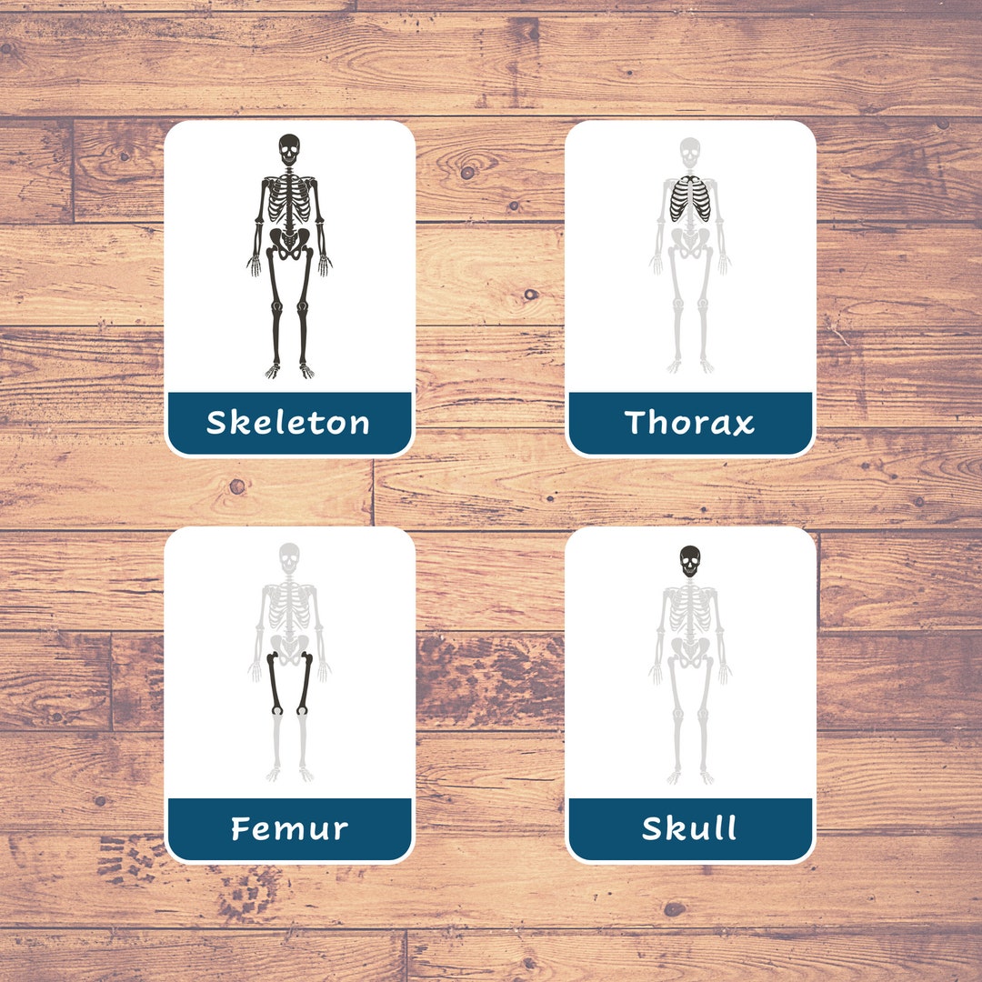 Human Bones (23 Cards) - Flashcards | Montessori | Homeschooling ...