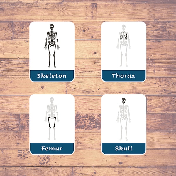 Human Anatomy Flashcards - Etsy