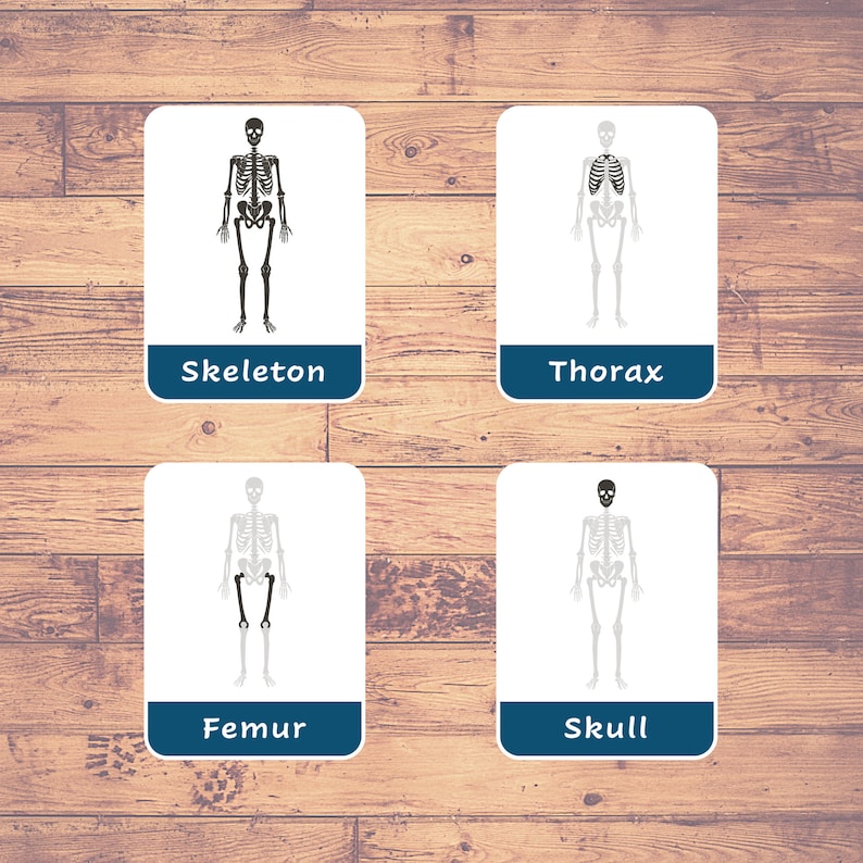 Human Bones 23 Cards Flashcards Montessori - Etsy