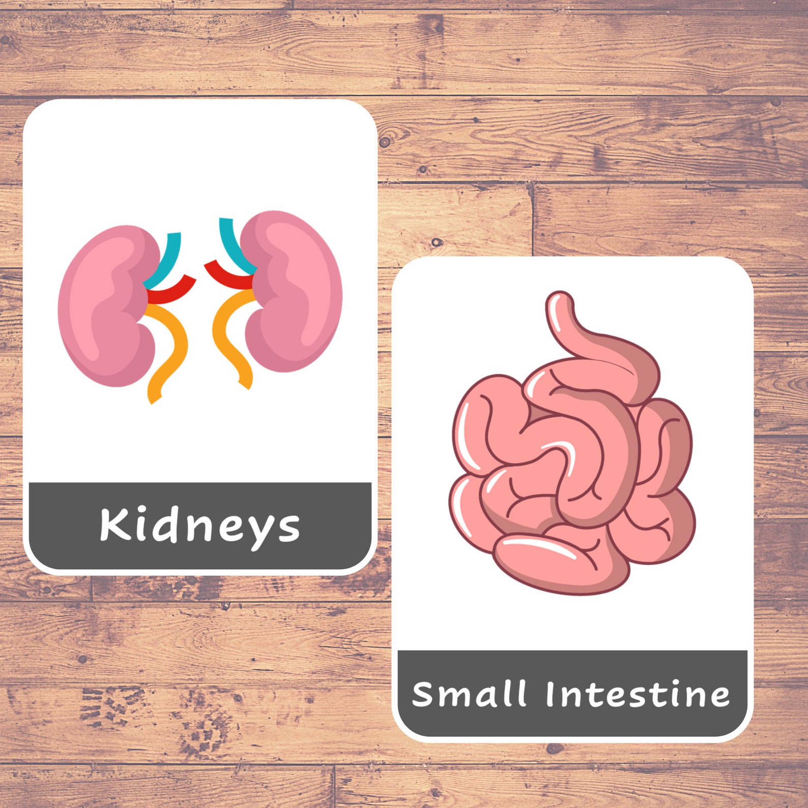 Human Organs Flash Cards 20 Cards Montessori Cards Homeschooling ...