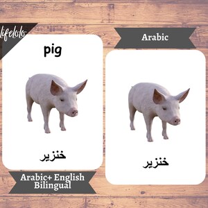 Farm Animals | ARABIC | English Bilingual Cards | 27 Arabic Language ...
