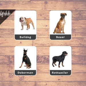 Dog Breeds Flash Cards - 31 Cards | Montessori Material | Homeschooling ...
