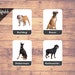 Dog Breeds Flash Cards 31 Cards Montessori Material Homeschooling ...