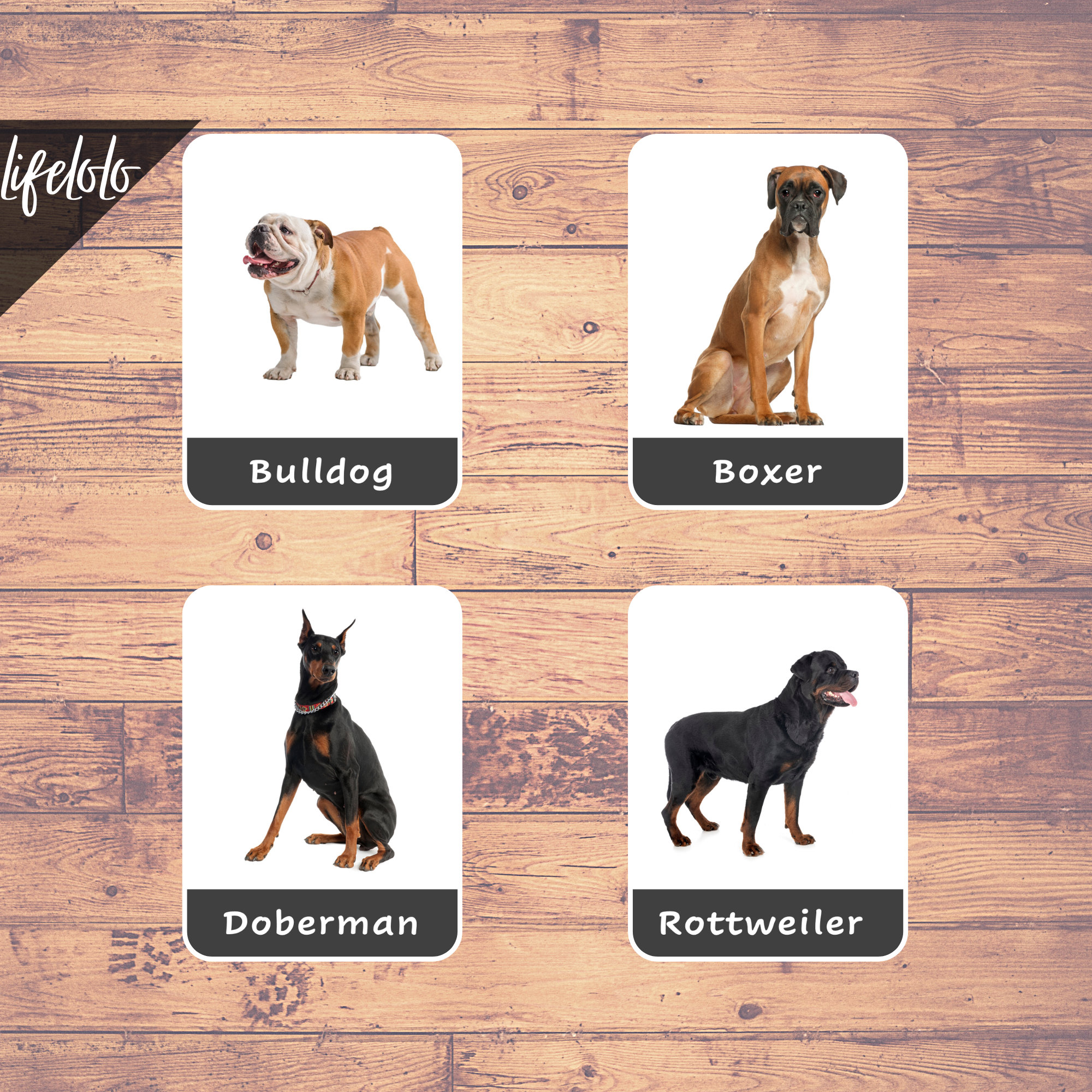Dog Breeds Flash Cards 31 Cards Montessori Material - Etsy