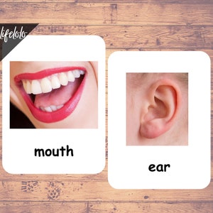 Body Parts (real) | English Cards | 24 Flash Cards | Montessori ...