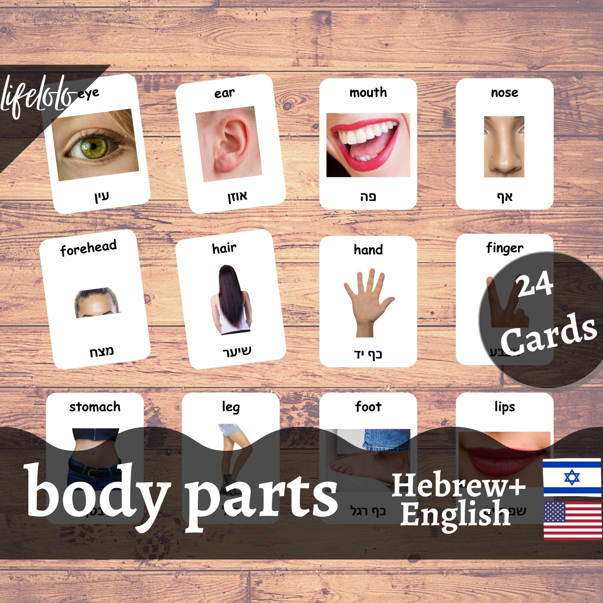 Body Parts real HEBREW English Bilingual Cards 24 - Etsy