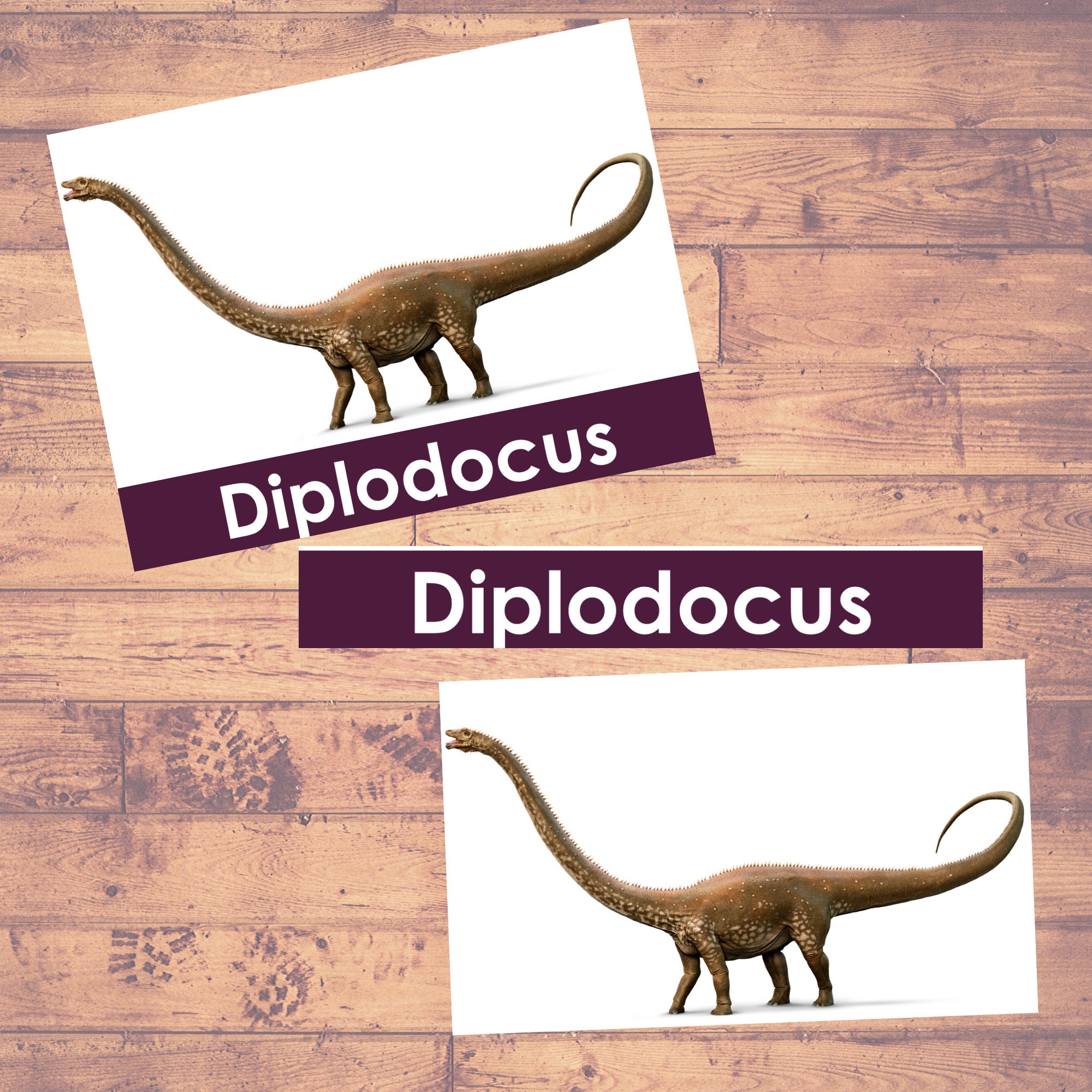 Dinosaurs Flash cards Montessori cards 3 Part Cards Kids | Etsy