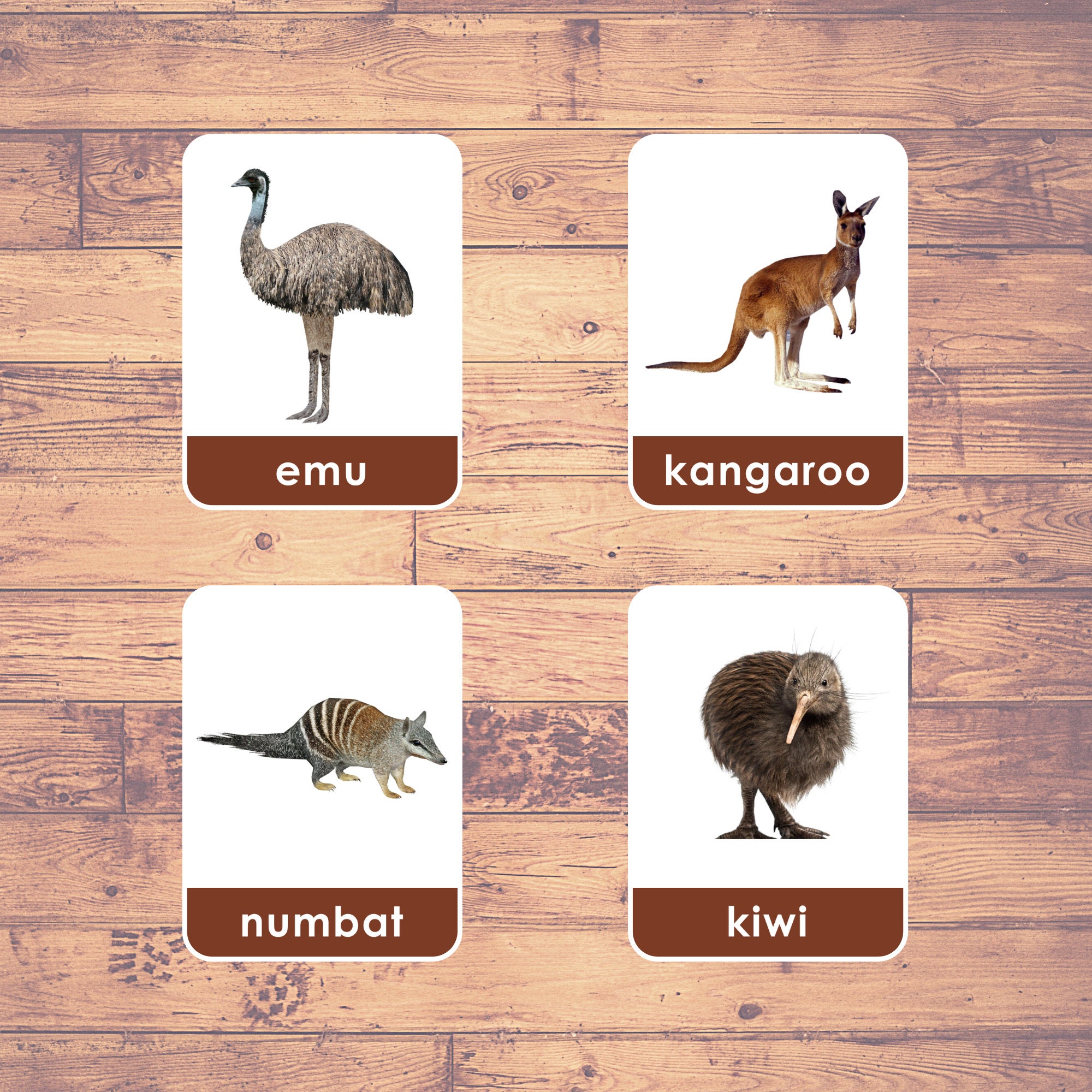 Australia Animals (24 Cards) - Flash Cards (real Pictures) | Montessori ...