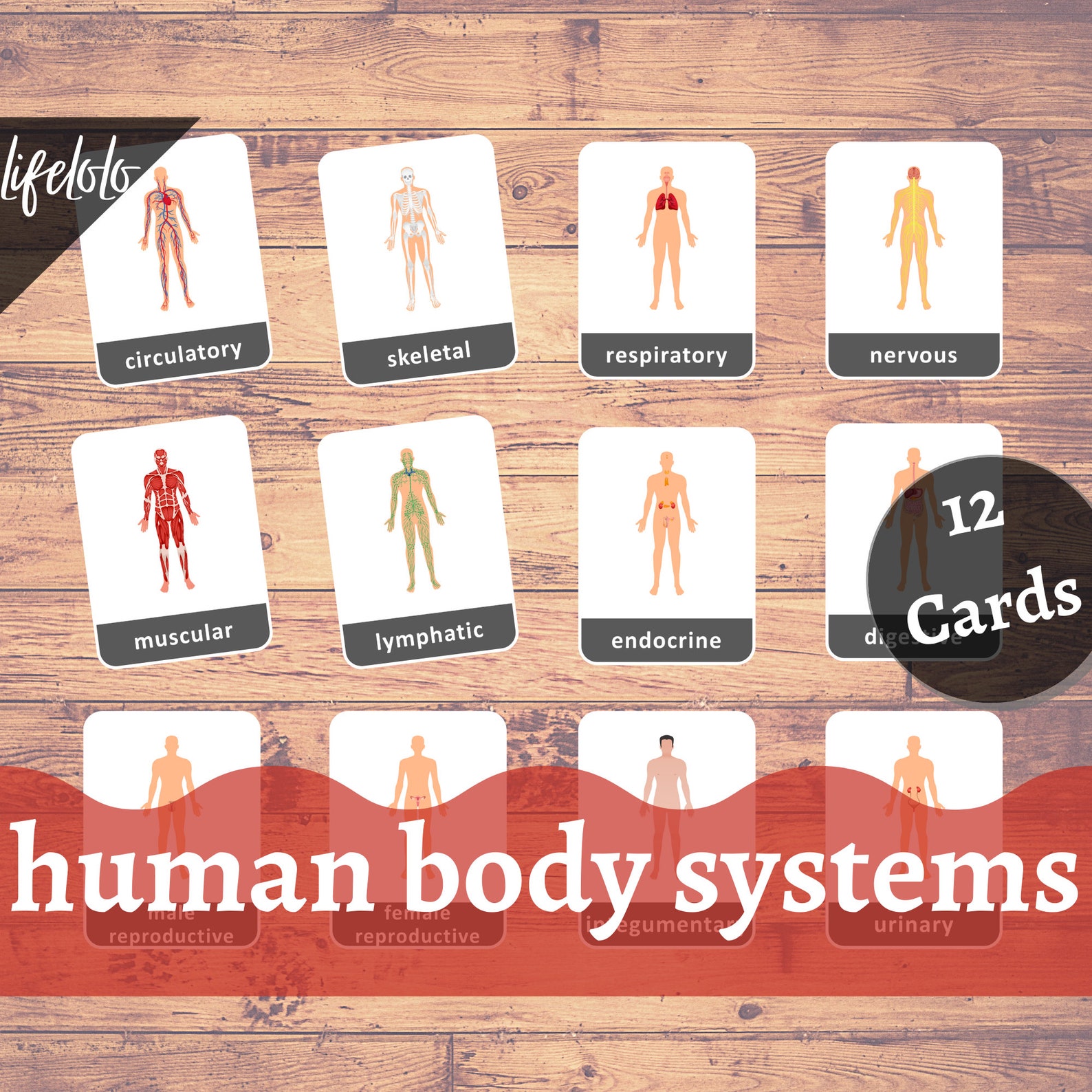 Human Body Systems - 12 Flash Cards | Montessori Cards | Homeschooling ...