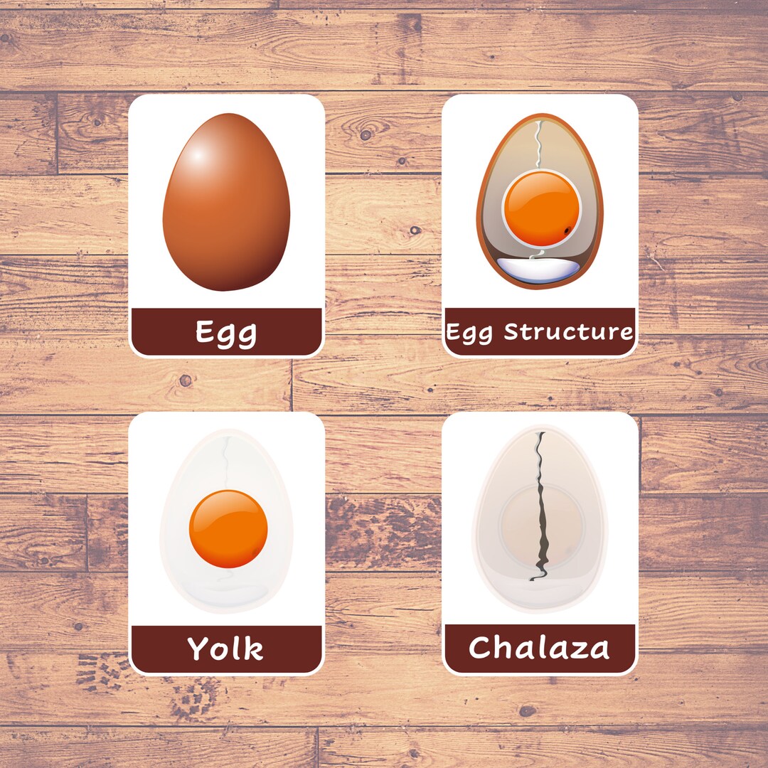 Parts of an Egg Flash Cards | 11 Montessori Cards | Homeschooling ...