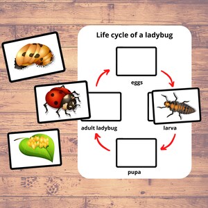 Life Cycle of a LADYBUG, Montessori Puzzle, Memory Game, Lady Bug ...