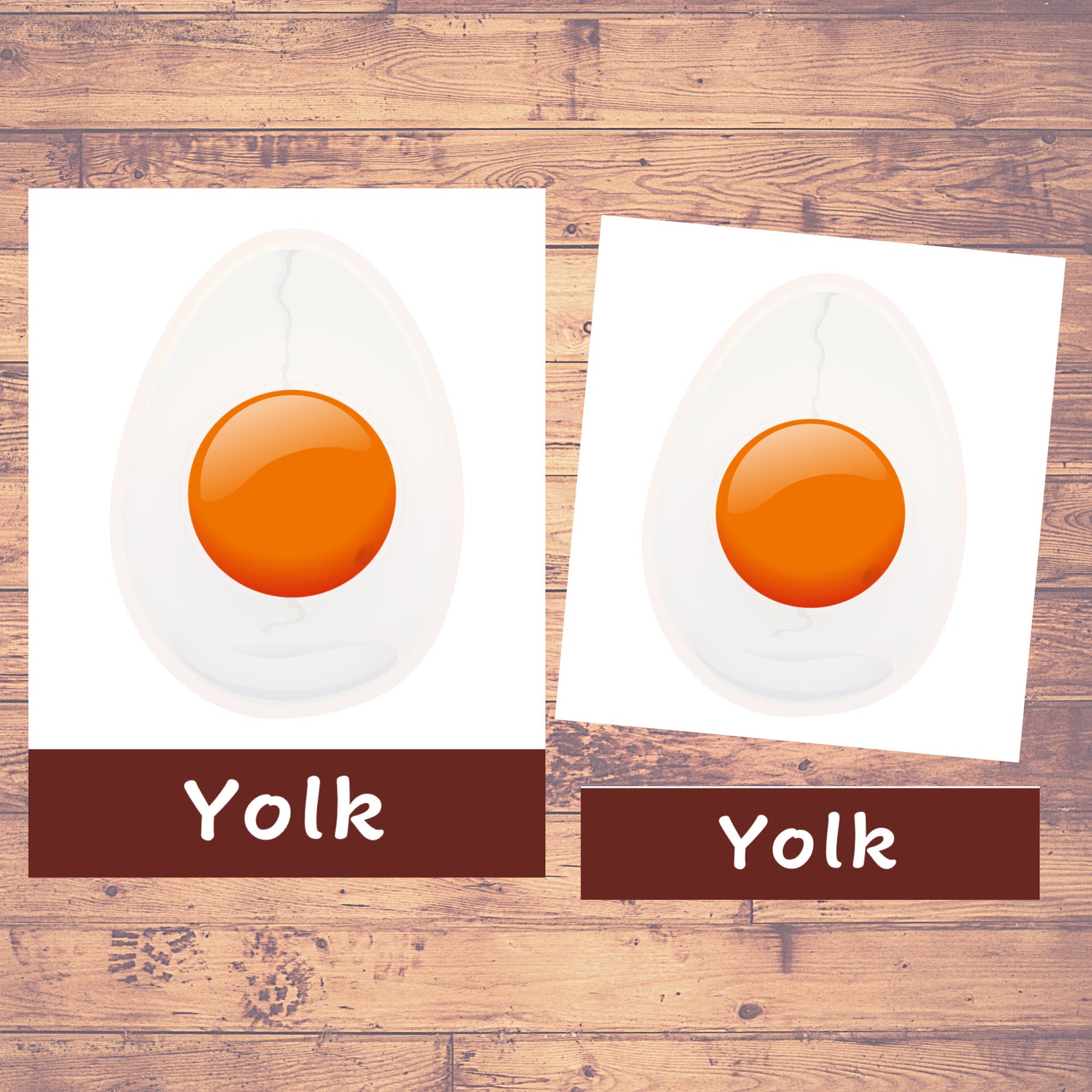 Parts of an Egg Flash Cards 11 Montessori Cards - Etsy