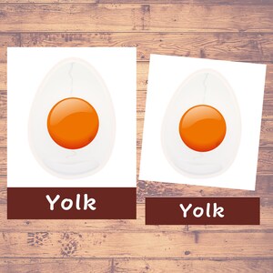 Parts of an Egg Flash Cards | 11 Montessori Cards | Homeschooling ...