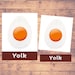 Parts of an Egg Flash Cards 11 Montessori Cards Homeschooling Parts of ...