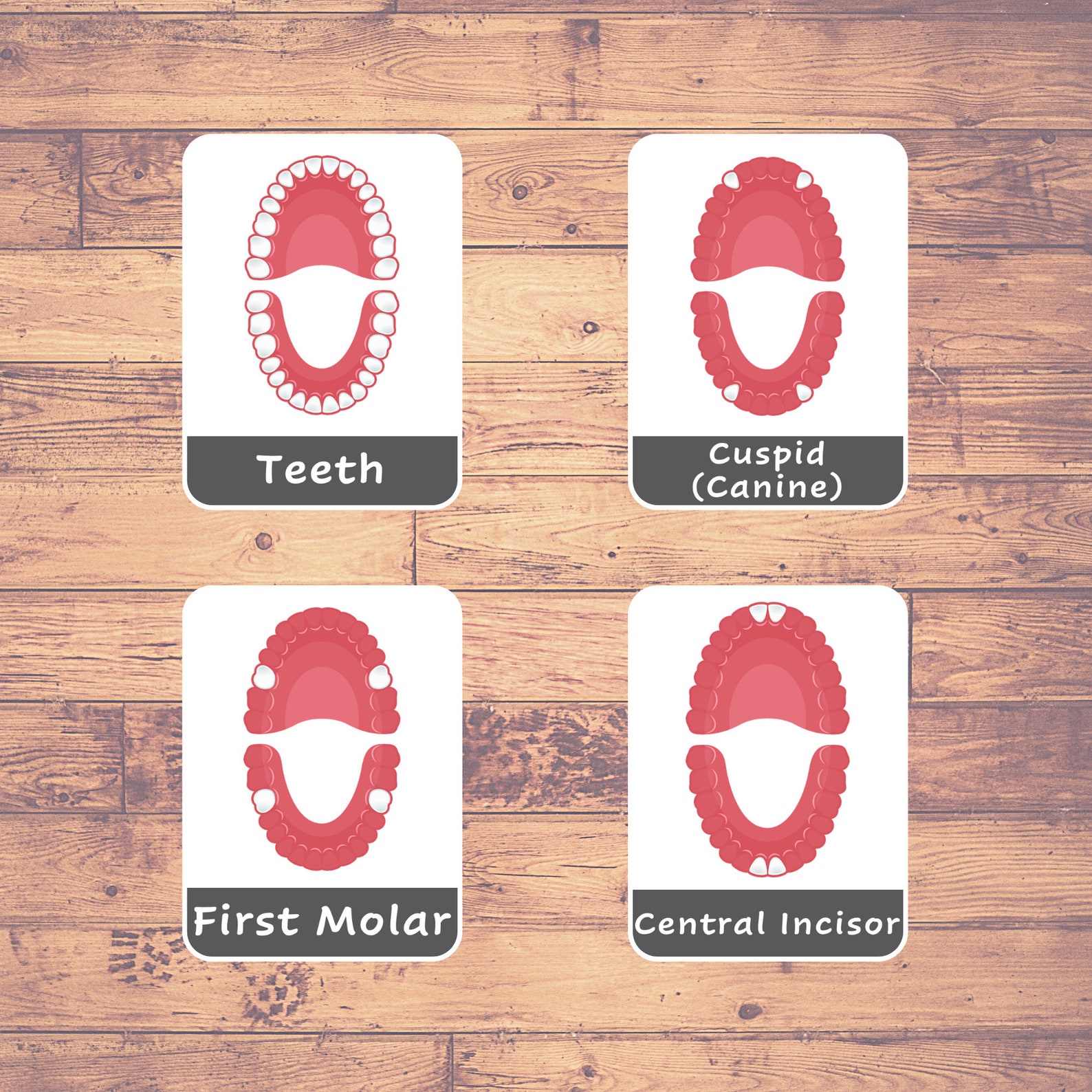 Teeth Flash Cards 9 Montessori Cards Homeschooling - Etsy