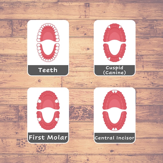 Teeth Flash Cards 9 Montessori Cards Homeschooling | Etsy