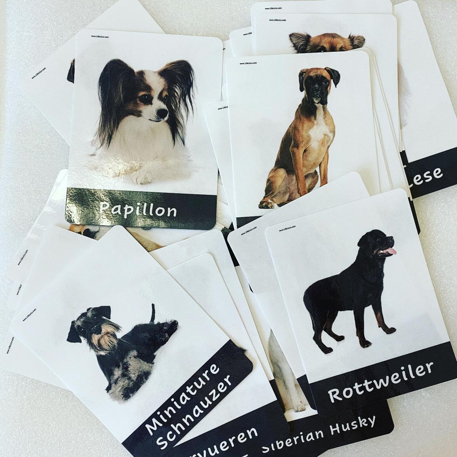 Dog Breeds Flash Cards 31 Cards Montessori Material - Etsy