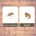 Life Cycle of a Mosquito, Flash Cards, Mosquito Chart, Mosquito ...