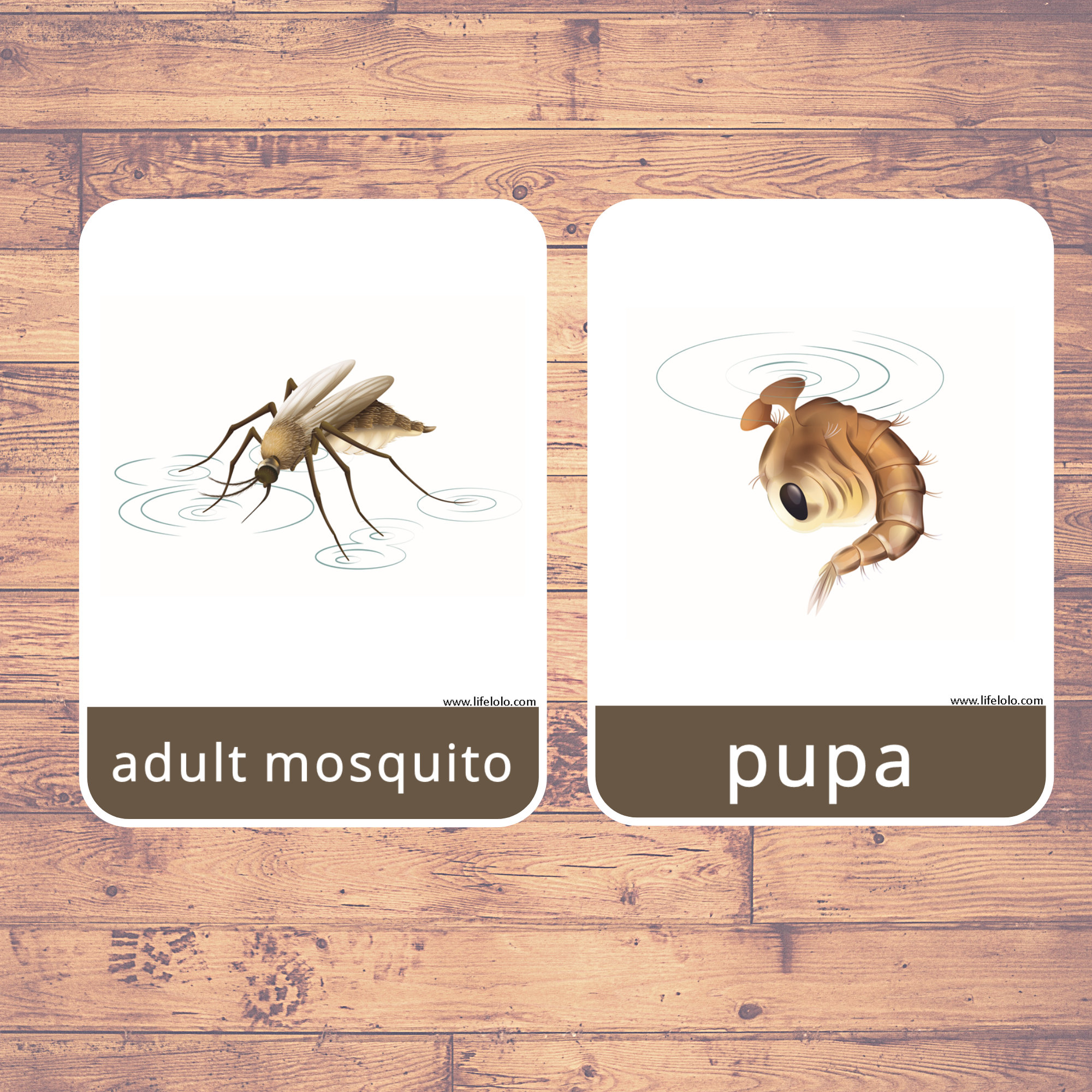 Life Cycle of a Mosquito Flash Cards Mosquito Chart - Etsy UK