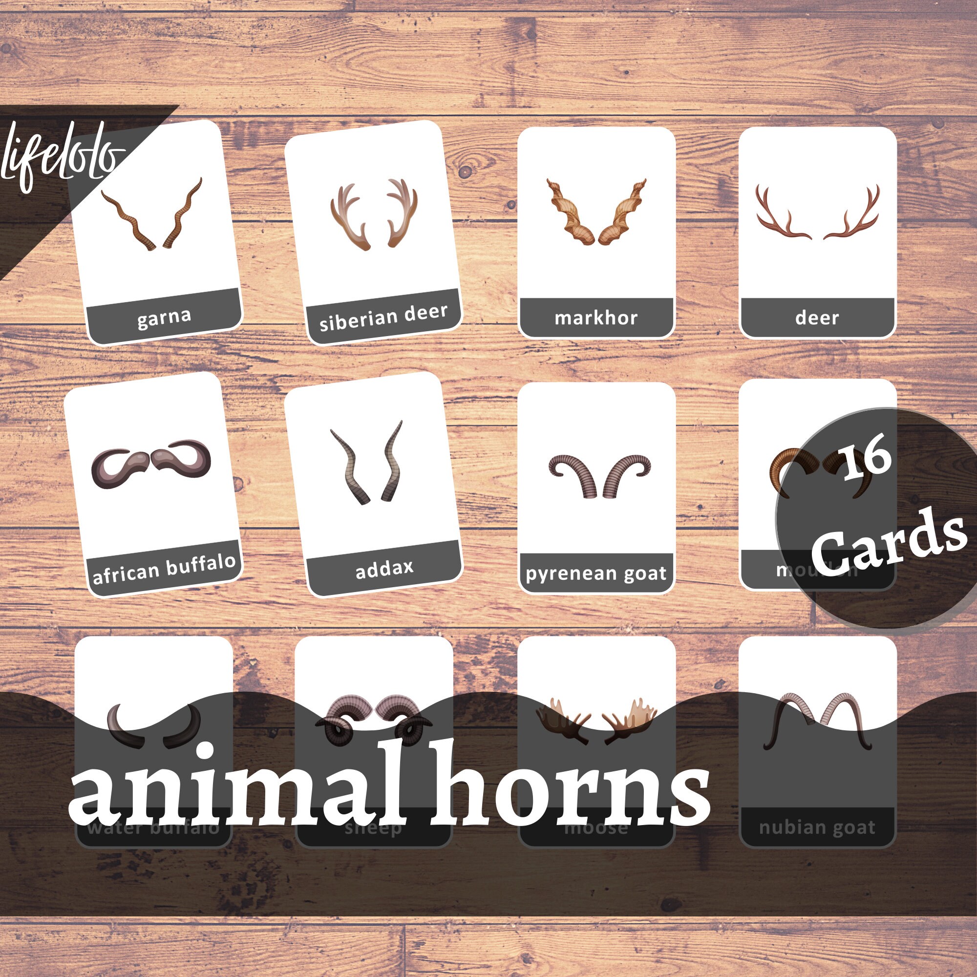 Learning & School ANIMAL HORNS \u2022 16 Montessori Cards \u2022 Flash ...