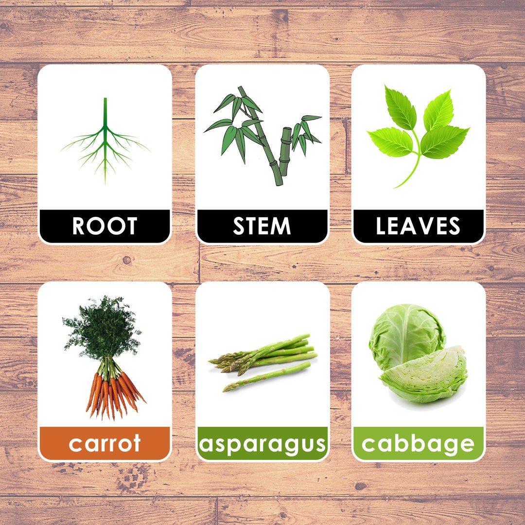 Plant Parts We Eat? (42 Cards) - Sorting Cards | Montessori ...