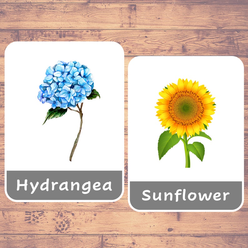 Types of Flowers Flash Cards 23 Montessori Cards | Etsy