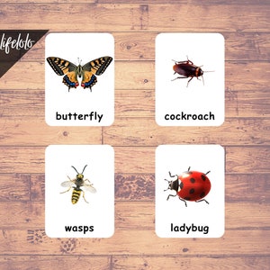 Bugs Insects Cards -28 Cards | Montessori Insect 3 Part Cards ...