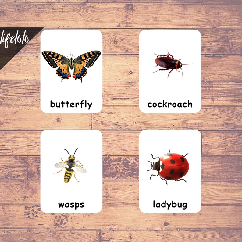 Bugs Insects Cards 28 Cards Montessori Insect 3 Part Cards - Etsy